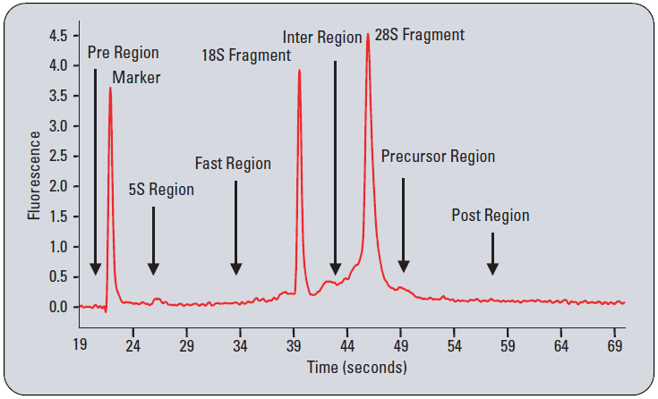 RNA Integrity Number (RIN) Explained - Novogene