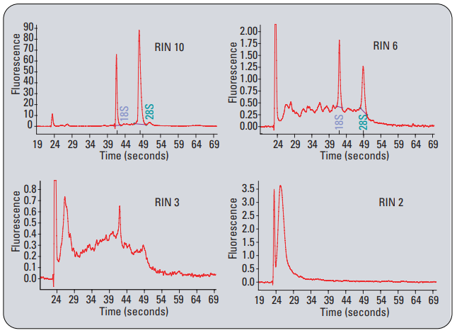 RNA Integrity Number (RIN) Explained - Novogene