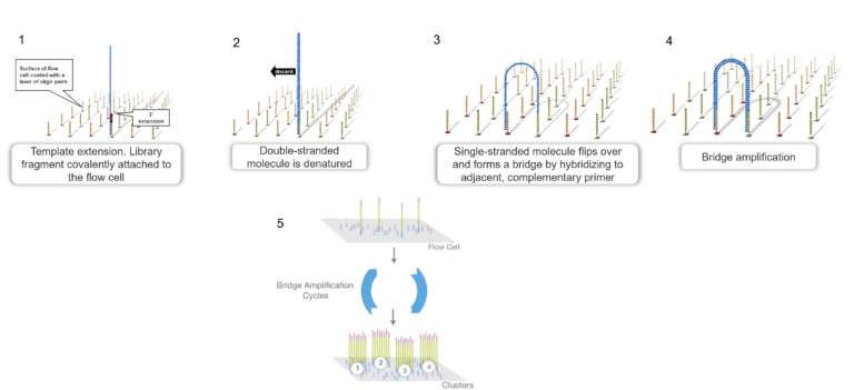 Sequencing by Synthesis on the Illumina NovaSeqXTM Series - Novogene