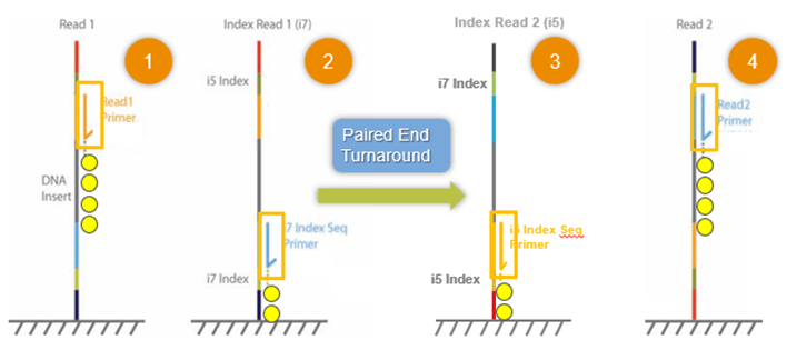 Sequencing by Synthesis on the Illumina NovaSeqXTM Series - Novogene