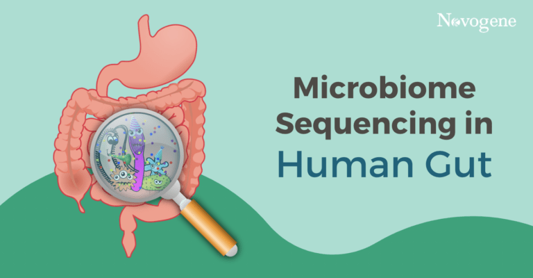 Microbiome Sequencing in Human Gut Health - Novogene