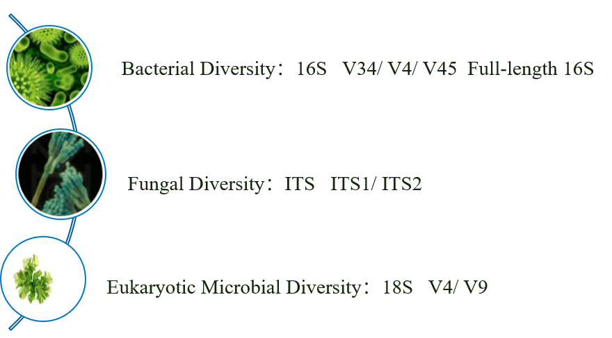 A Beginner’s Guide to 16S/18S/ITS Amplicon Metagenomic Sequencing ...