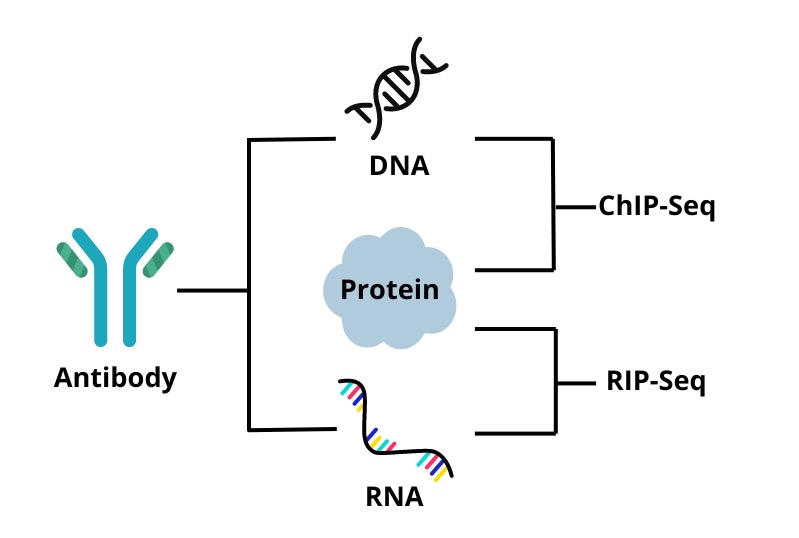 A Beginner's Guide to ChIP-Seq/RIP-Seq